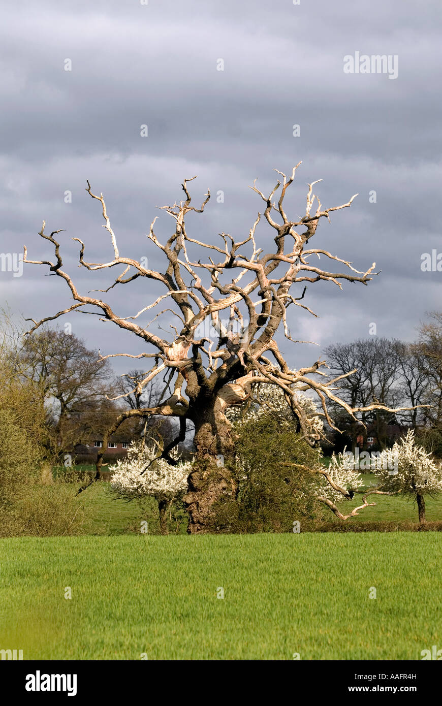 Dead tree in field Stock Photo - Alamy