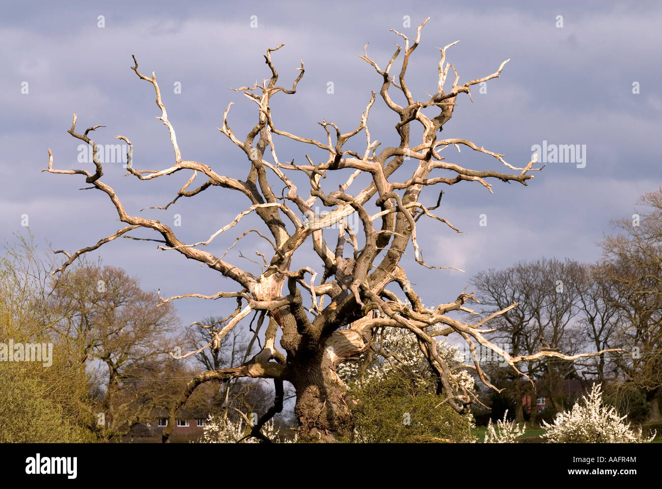 Dead veteran tree hi-res stock photography and images - Alamy