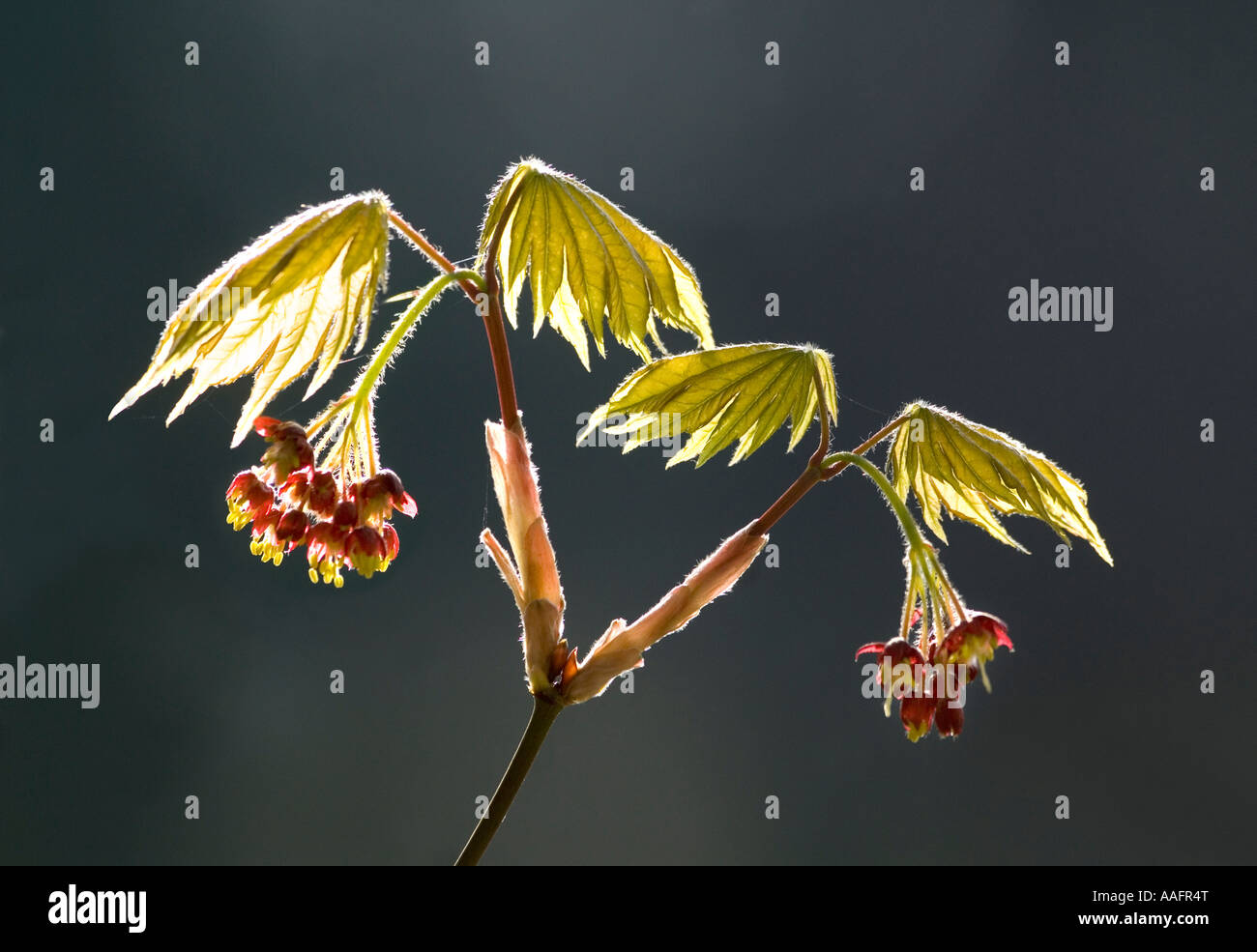 Japanese maple tree hi-res stock photography and images - Alamy