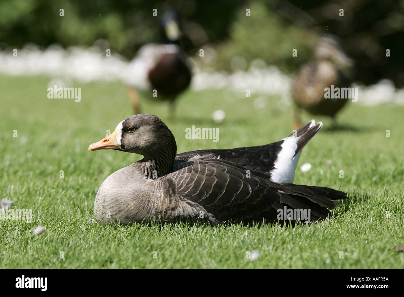 Greenland White fronted Goose Anser flavirostris Castle Espie County ...