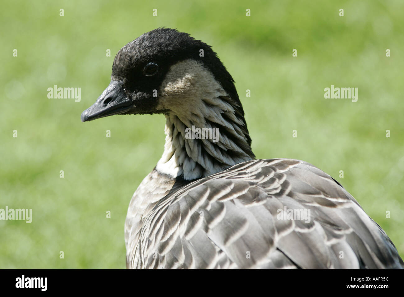 Endangered NeNe Ne Ne hawaiian goose Branta sandvicensis castle espie ...