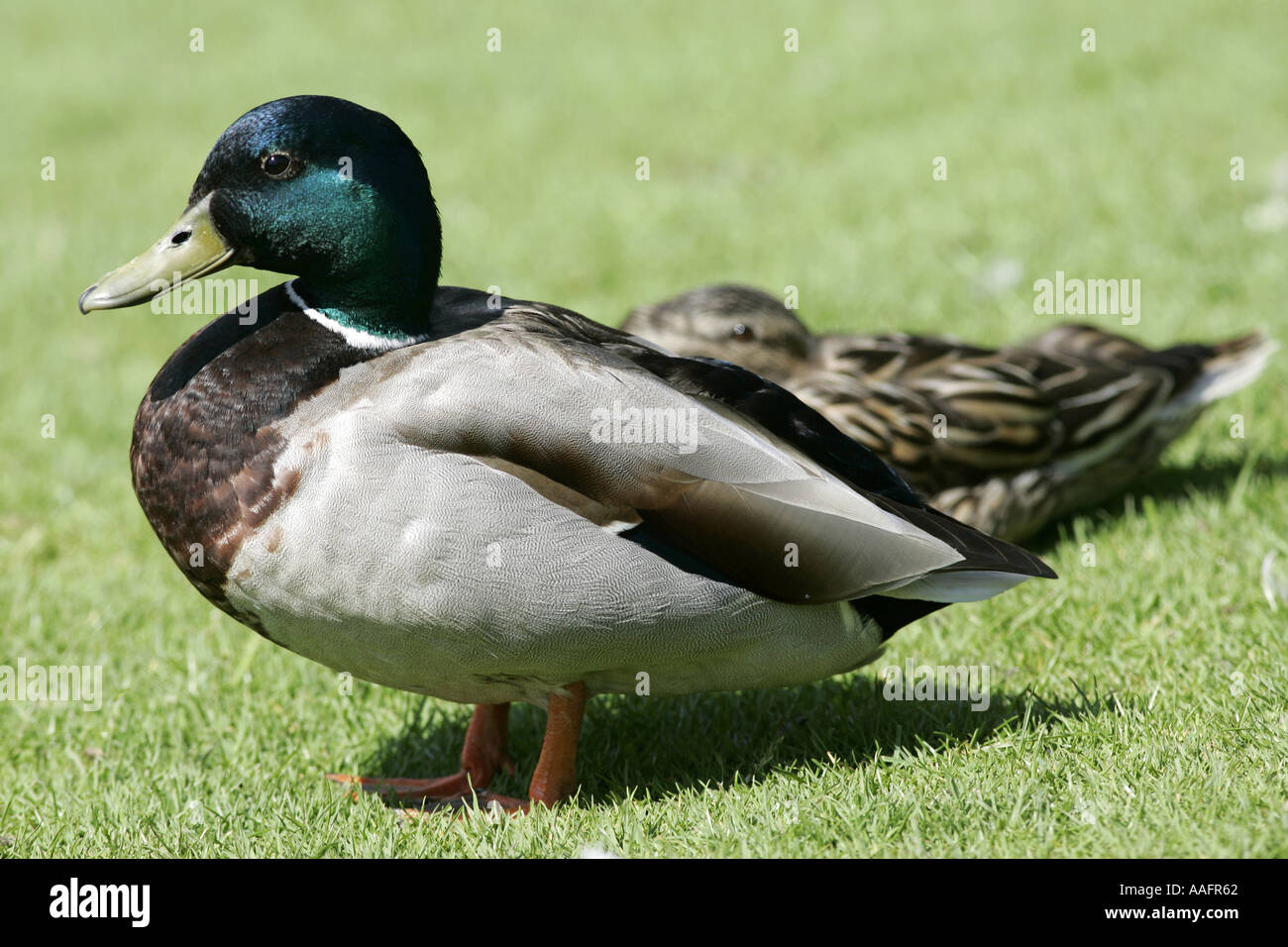 male mallard duck anas platyrhynchos castle espie county down northern ...
