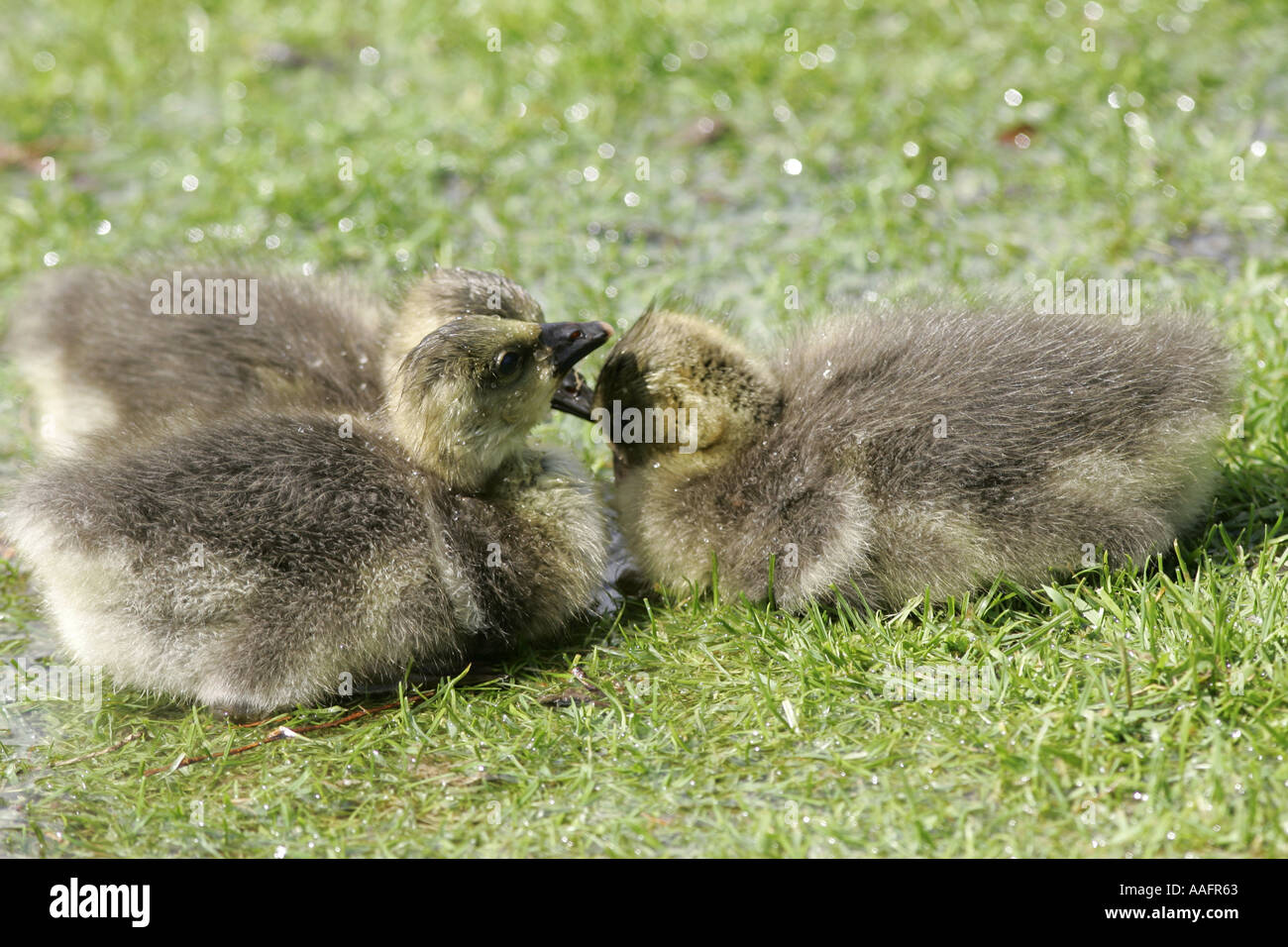 young ross snow goose geese goslings Chen rossii castle espie county ...