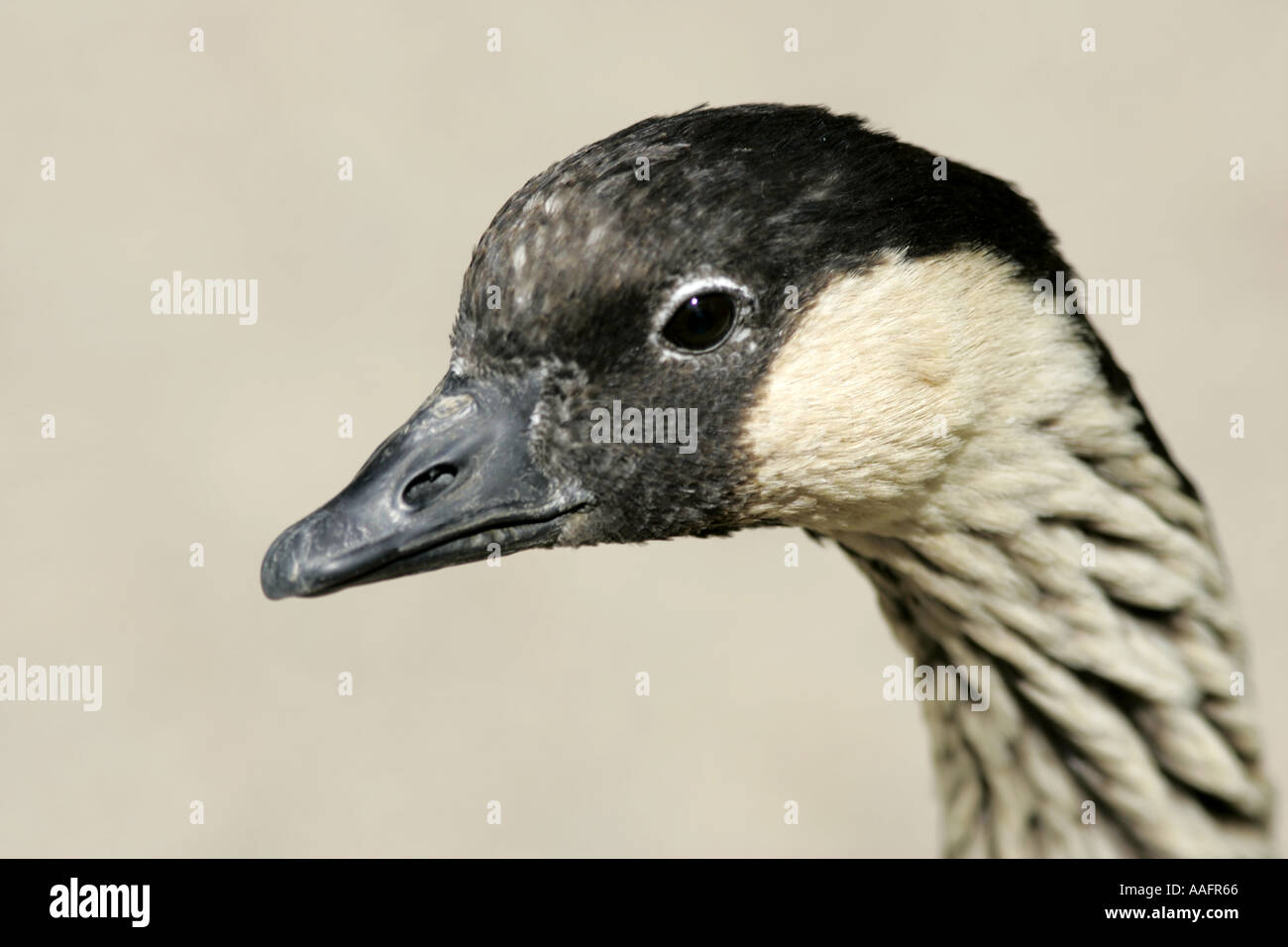 close up of head of Endangered NeNe Ne Ne hawaiian goose Branta ...
