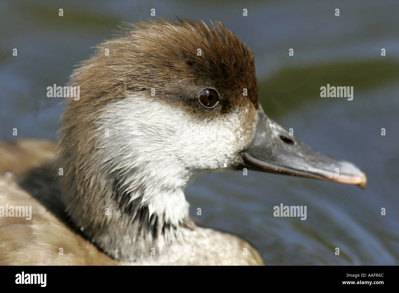 Pochard duck ireland hi-res stock photography and images - Alamy