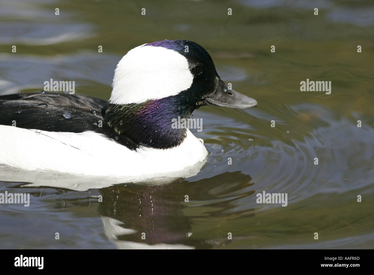 adult male bufflehead bucephala albeola duck castle espie county down ...