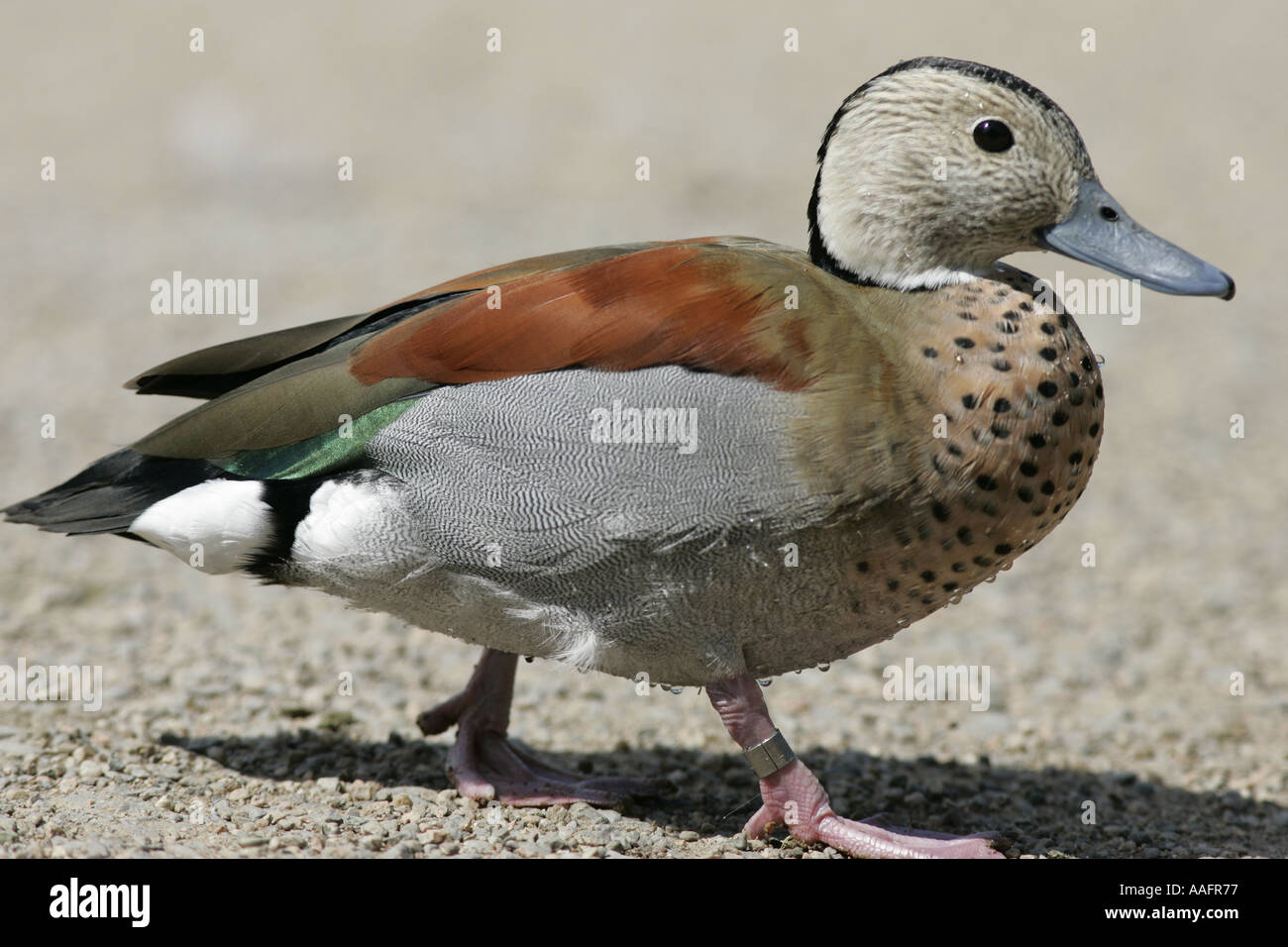ringed teal duck Callonetta leucophrys castle espie county down ...