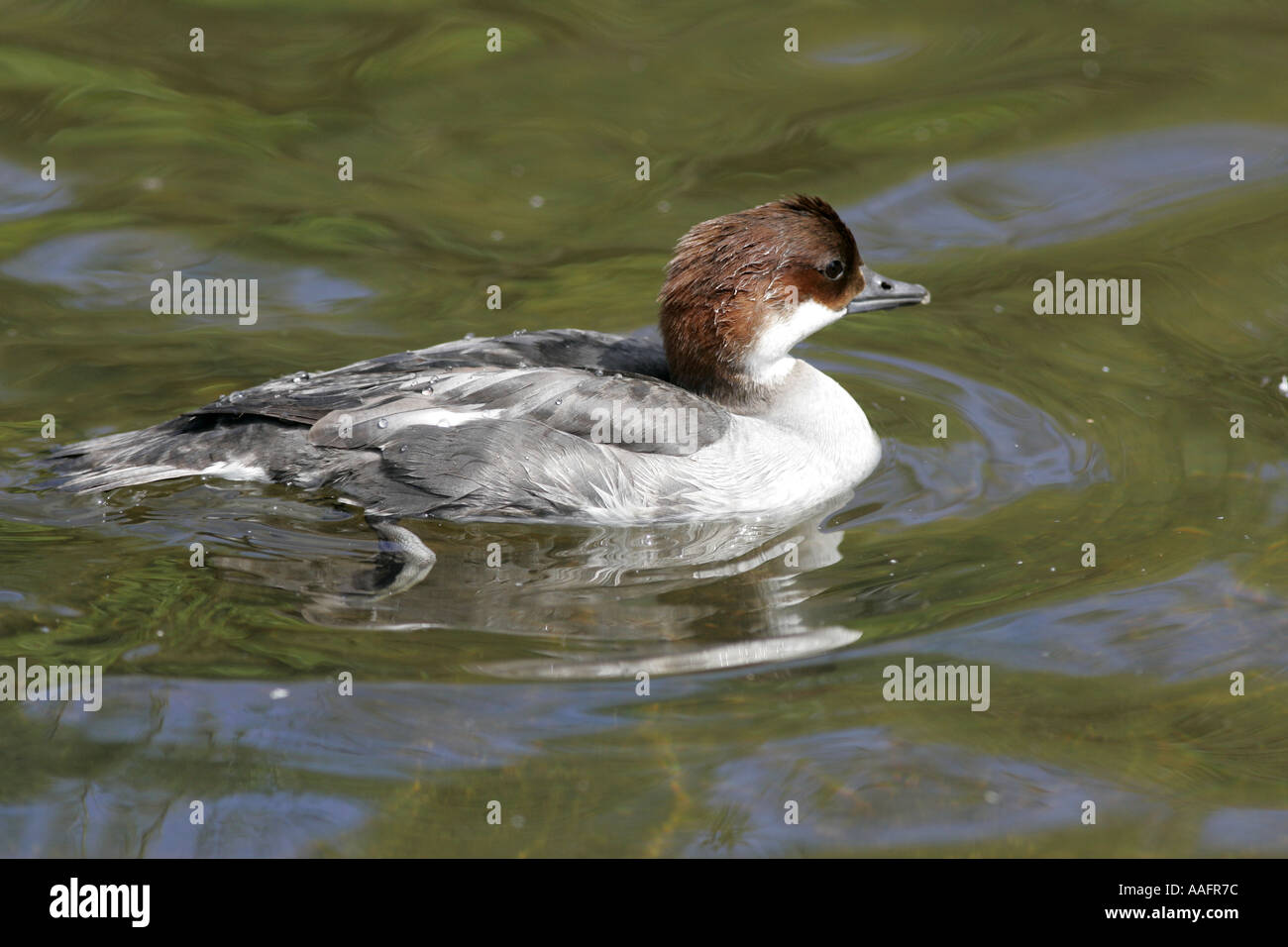 Female Smew Mergellus albellus castle espie county down northern ...