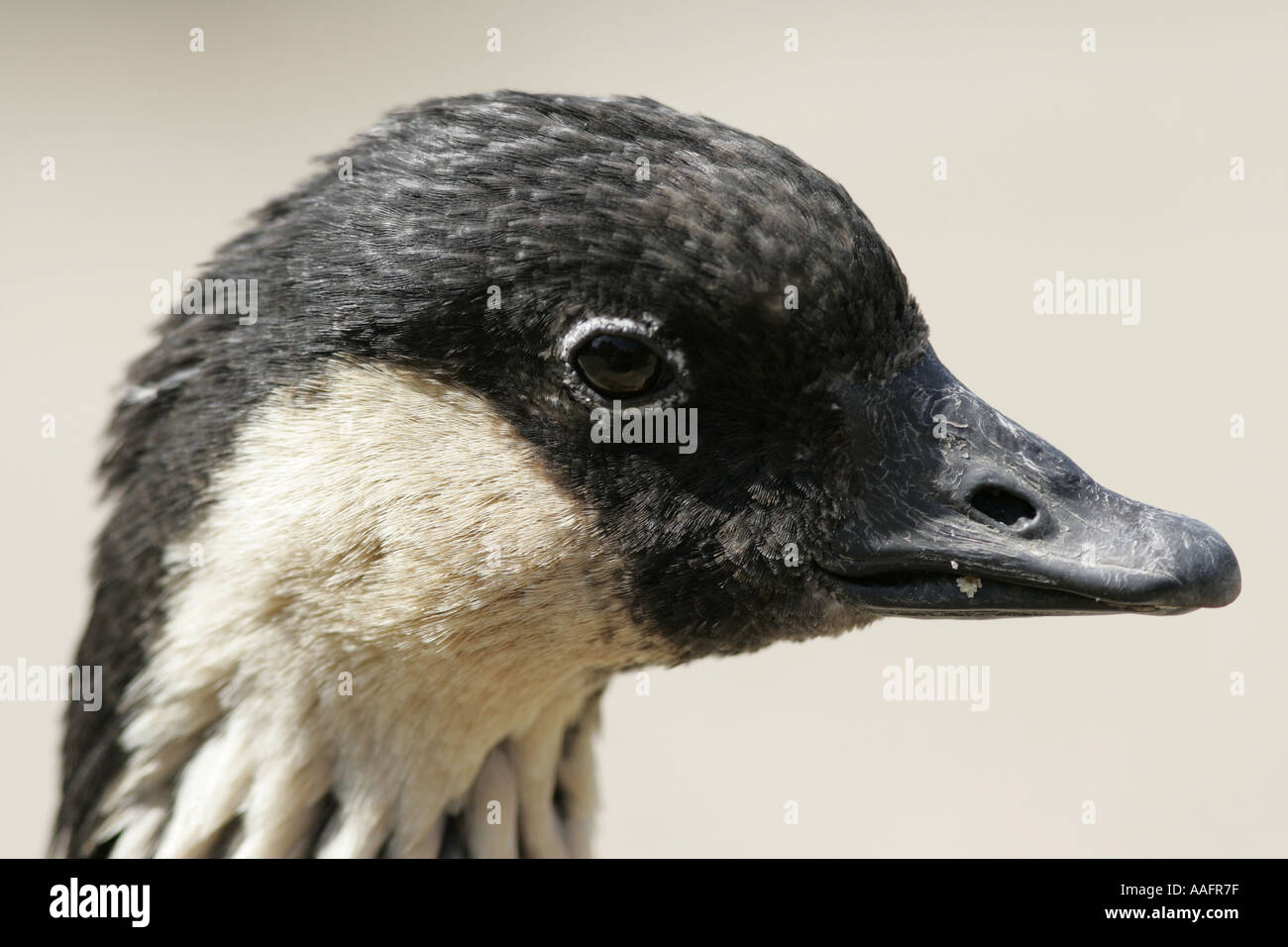 close up of head of Endangered NeNe Ne Ne hawaiian goose Branta ...
