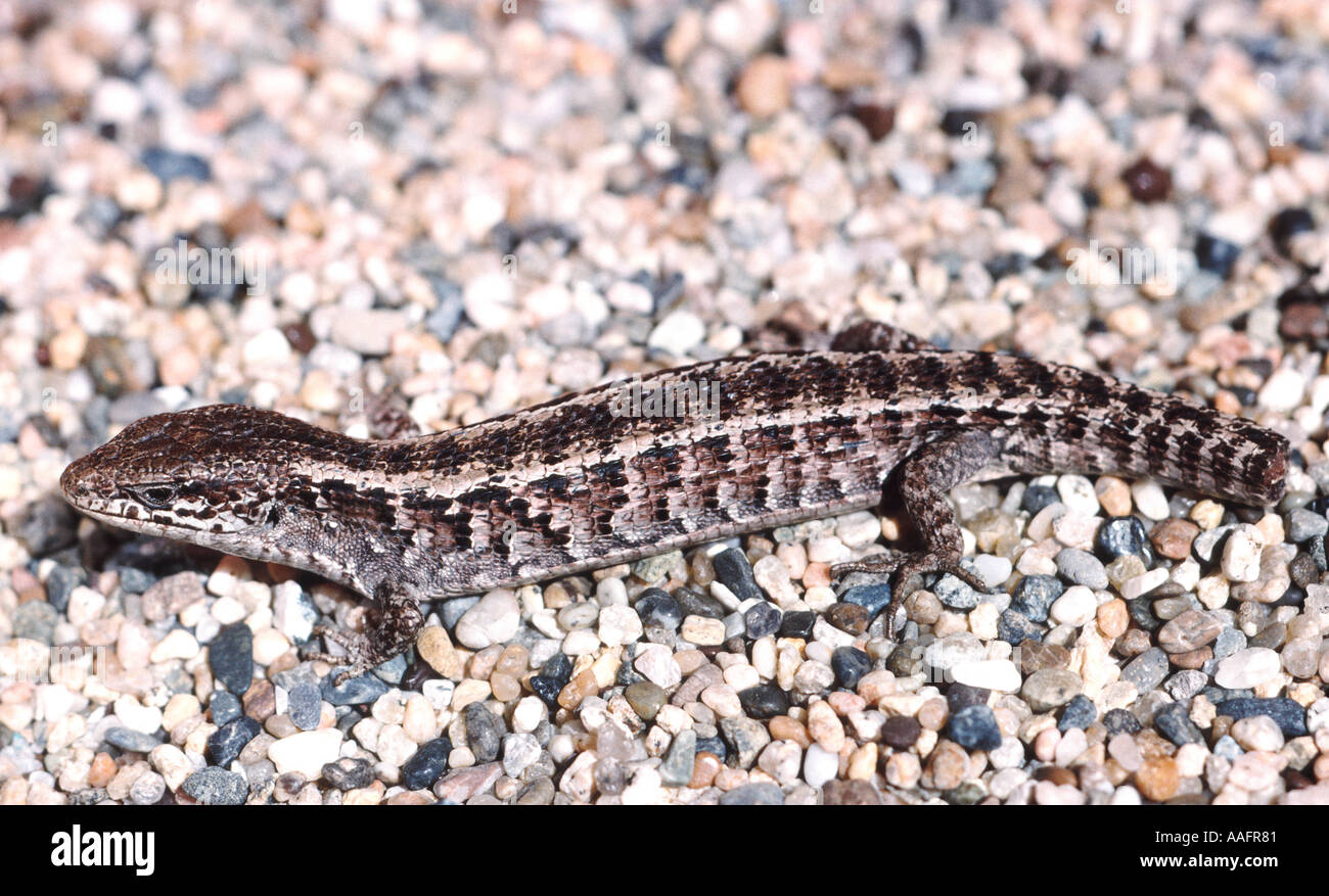 Gerrhonotu hi-res stock photography and images - Alamy