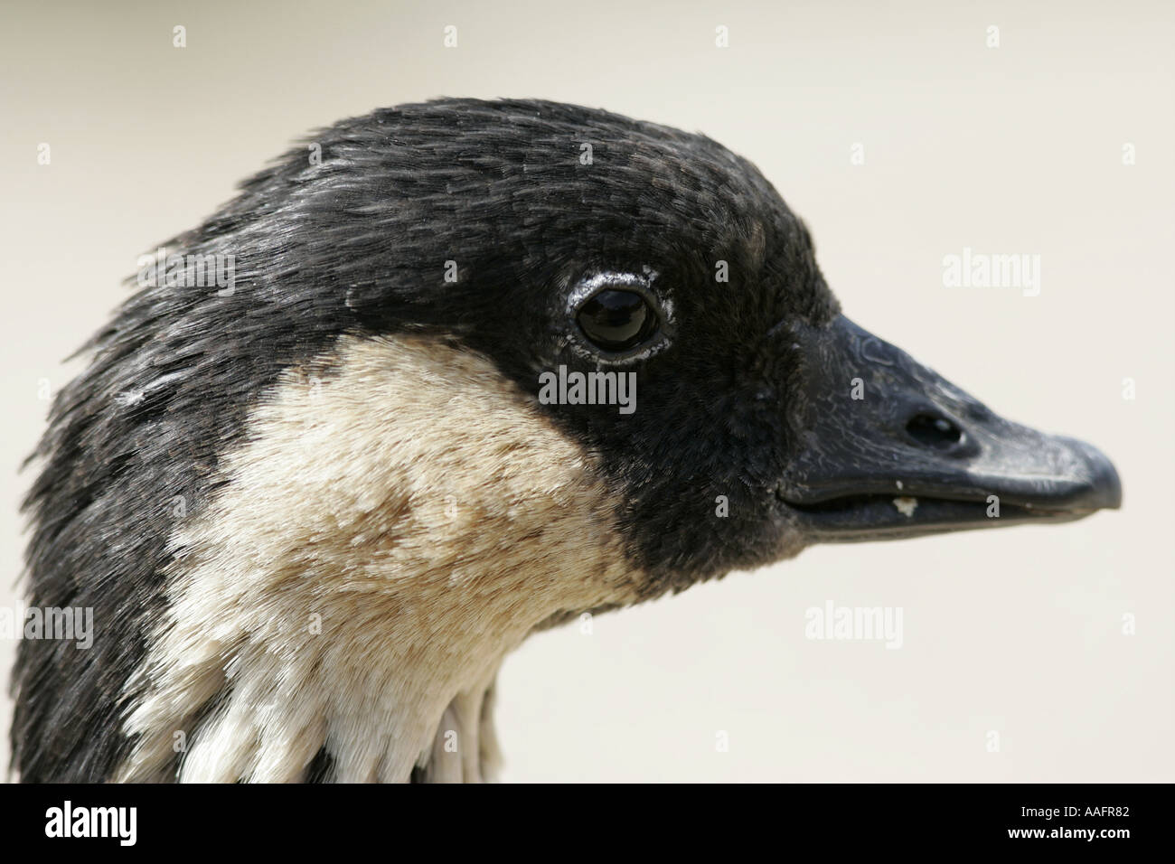 close up of head of Endangered NeNe Ne Ne hawaiian goose Branta ...