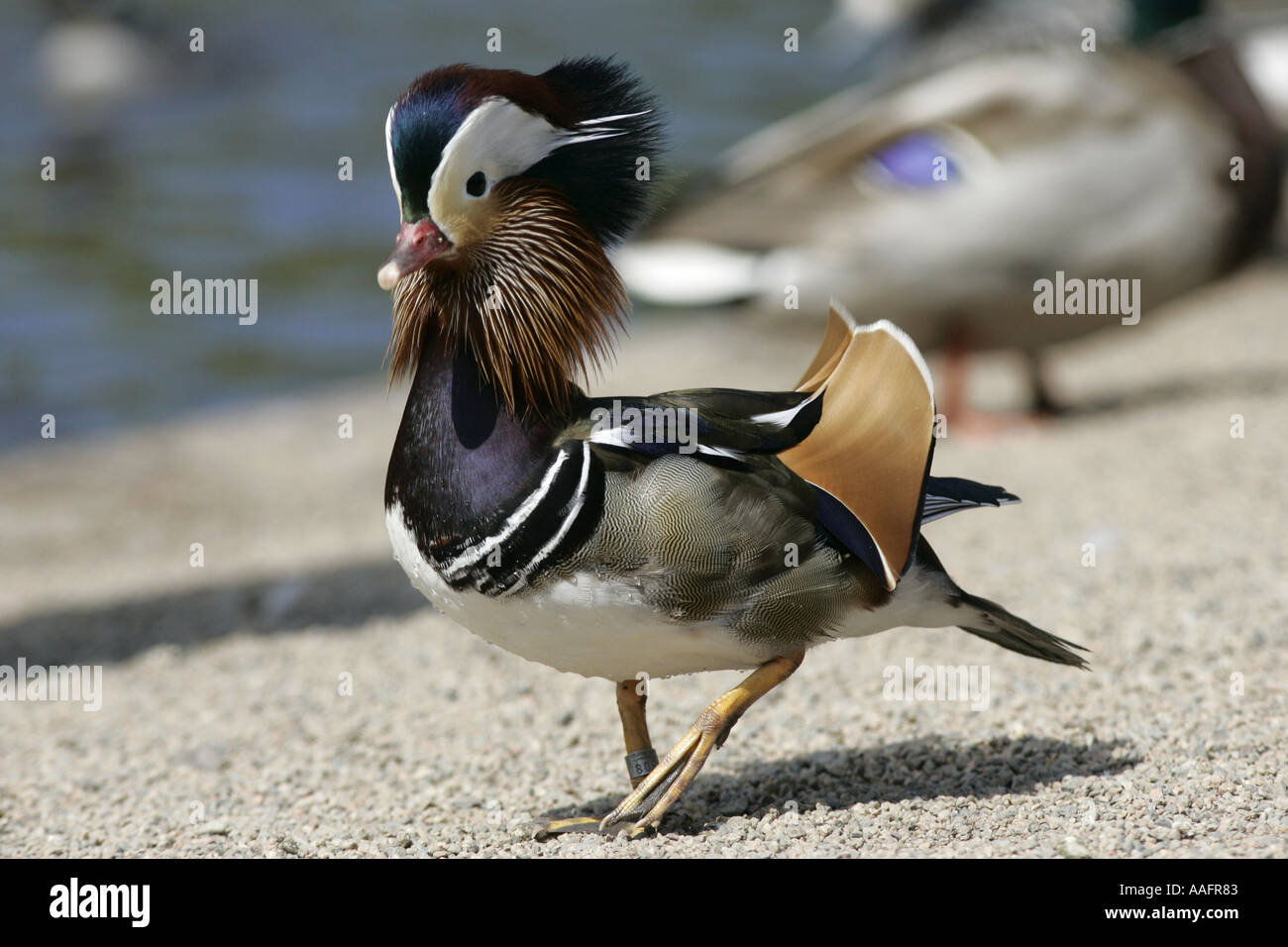 endangered Mandarin duck Aix galericulata displaying castle espie ...