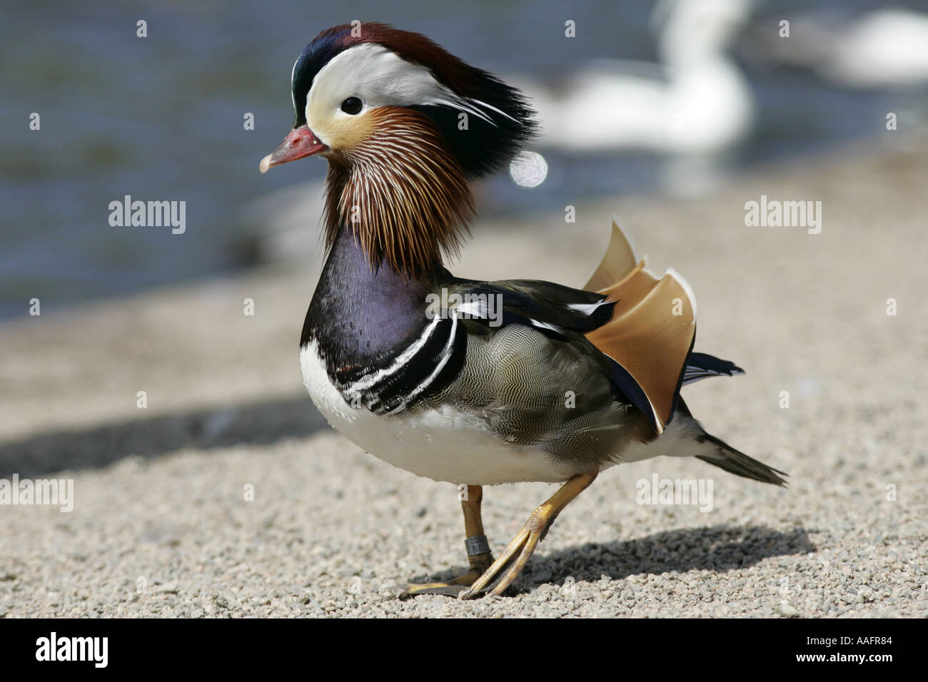 endangered Mandarin duck Aix galericulata displaying castle espie ...