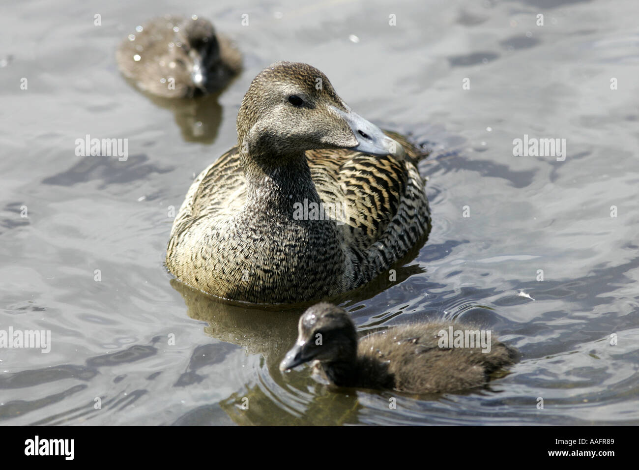 Castle espie duckling hi-res stock photography and images - Alamy