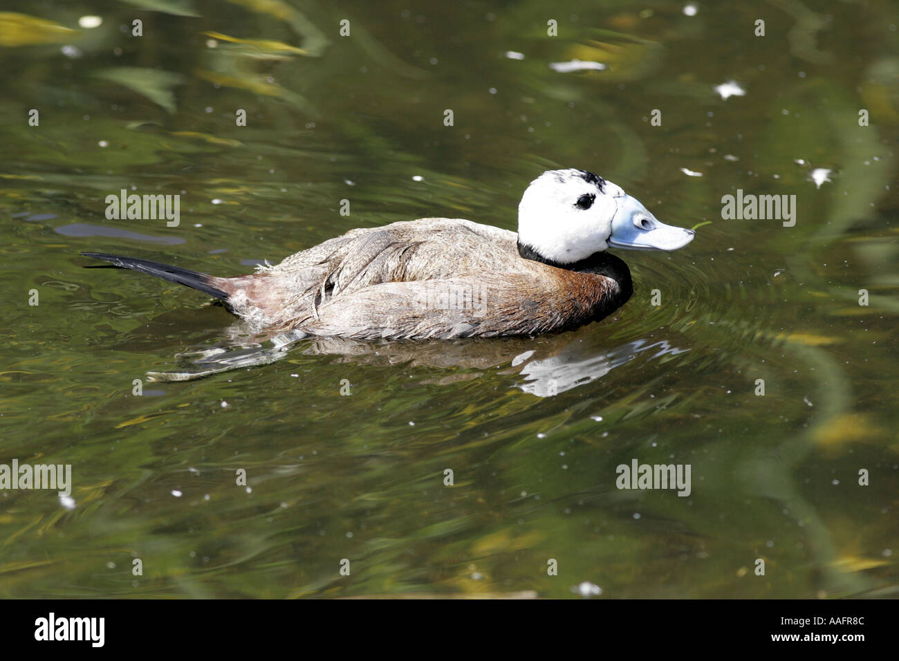 endangered white headed duck Oxyura leucocephala castle espie county ...
