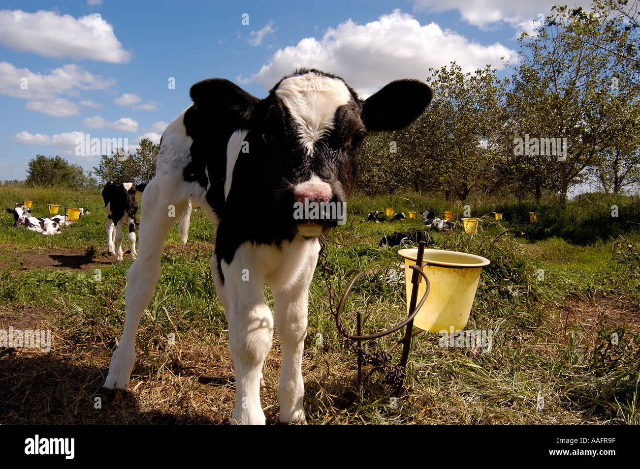 Little milky cow Stock Photo - Alamy
