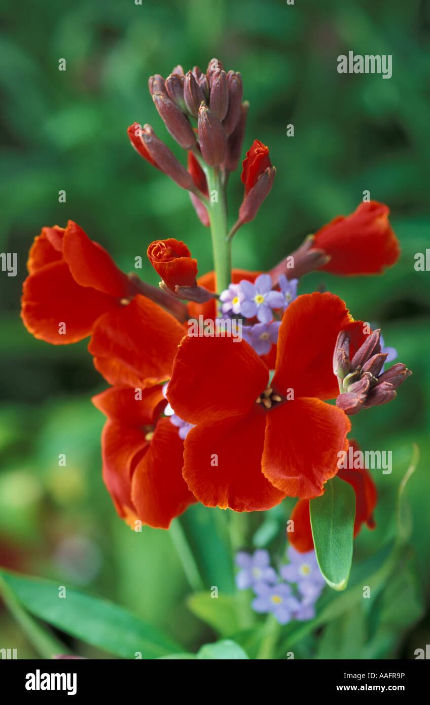 Wallflower Scarlet Bedder Stock Photo - Alamy