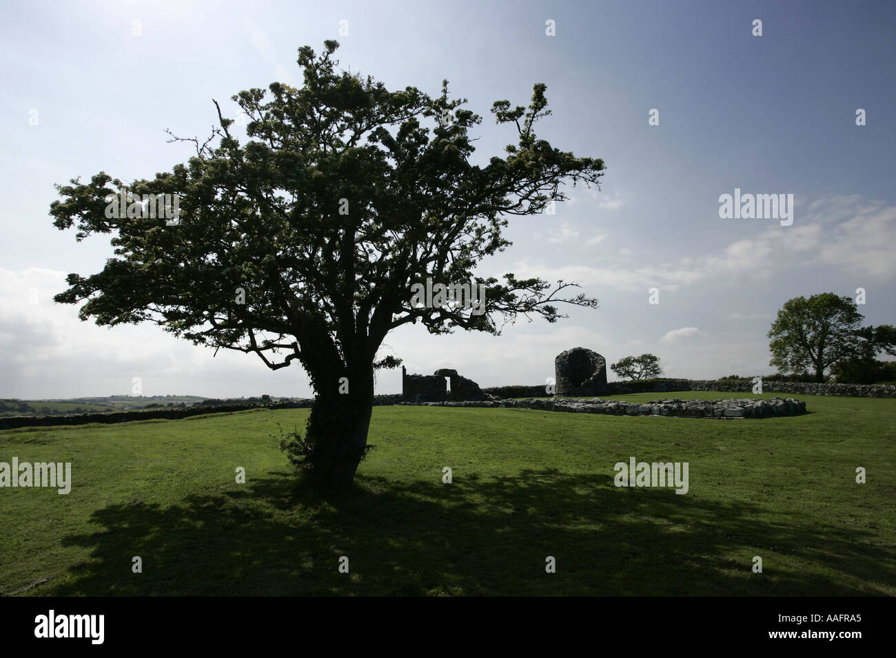 Tree at remains of nendrum monastery historic monument county down ...