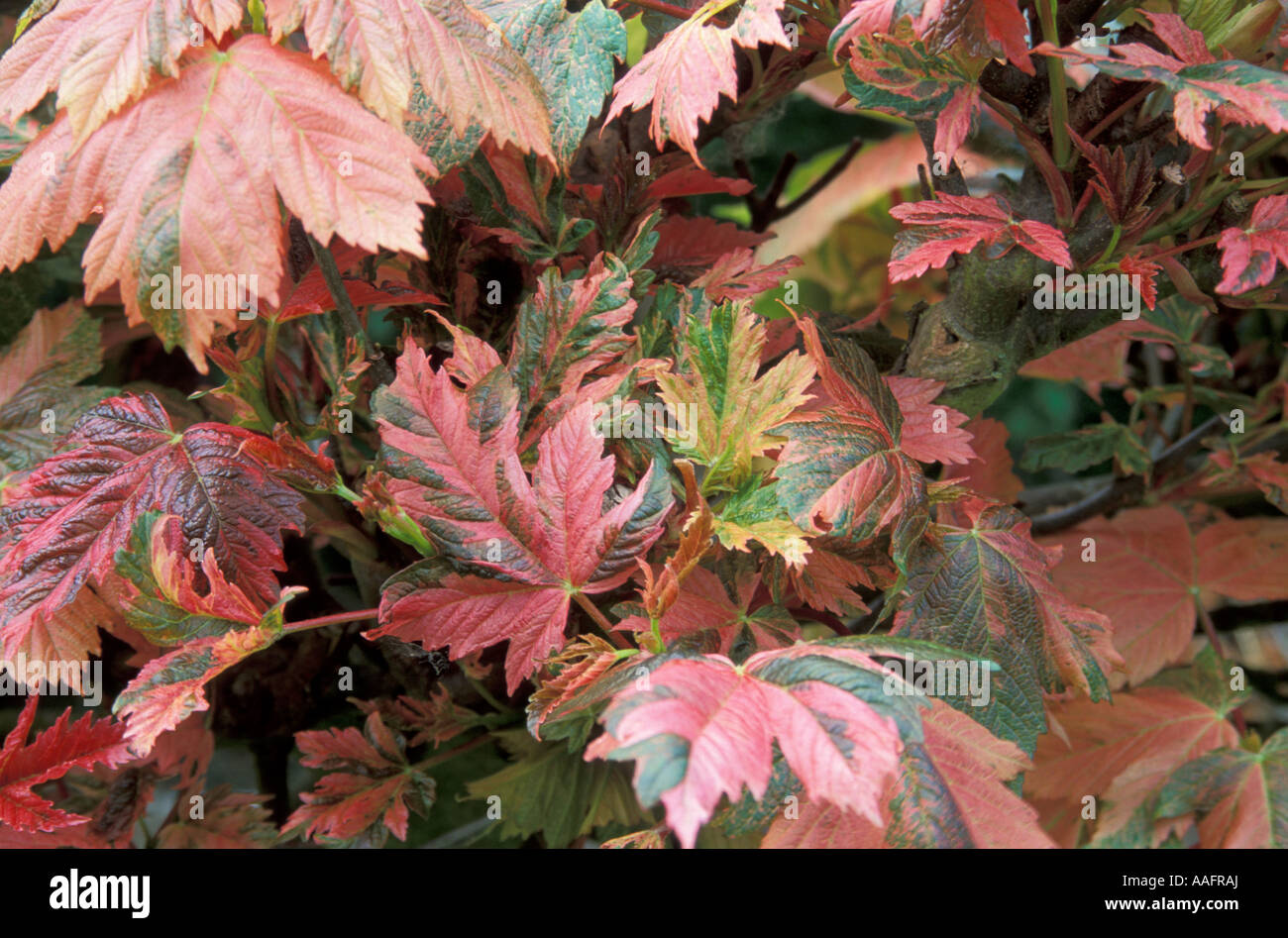 Acer psuedoplatanus Simon-Louis Freres new leaves Stock Photo - Alamy