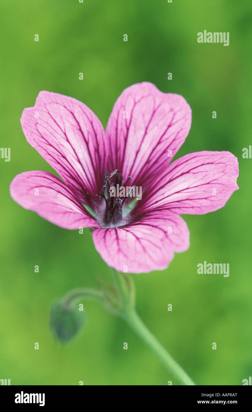 Crug hi-res stock photography and images - Alamy