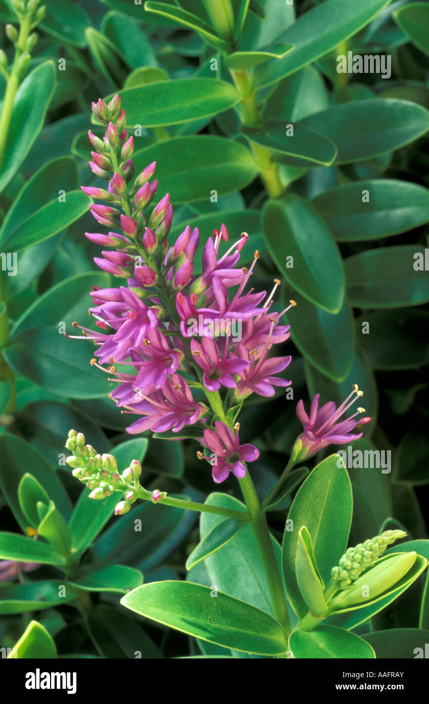 Pink hebe flower hi-res stock photography and images - Alamy