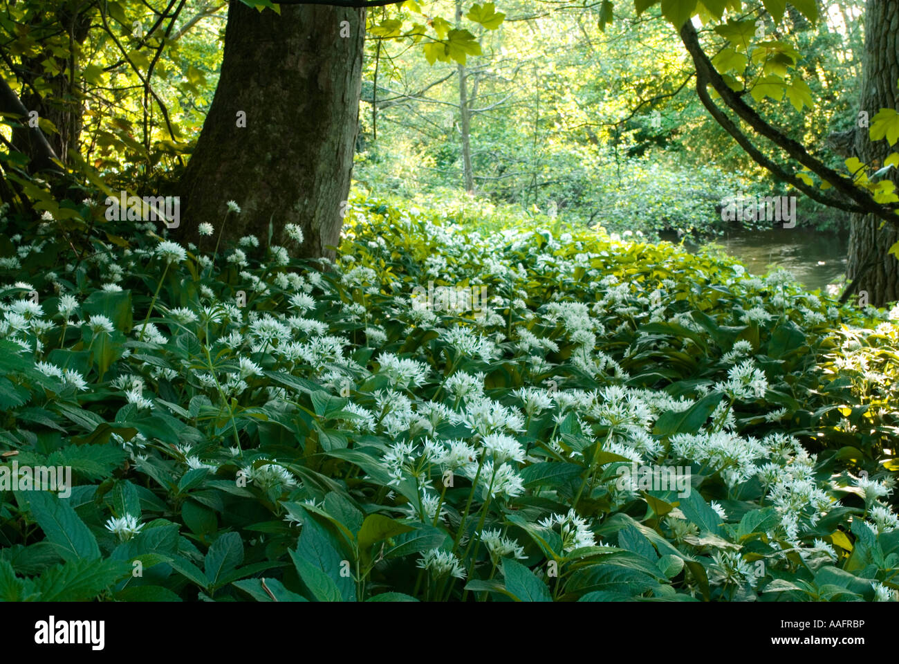 Wild Garlic in bloom in woodland by River Teme Stock Photo - Alamy