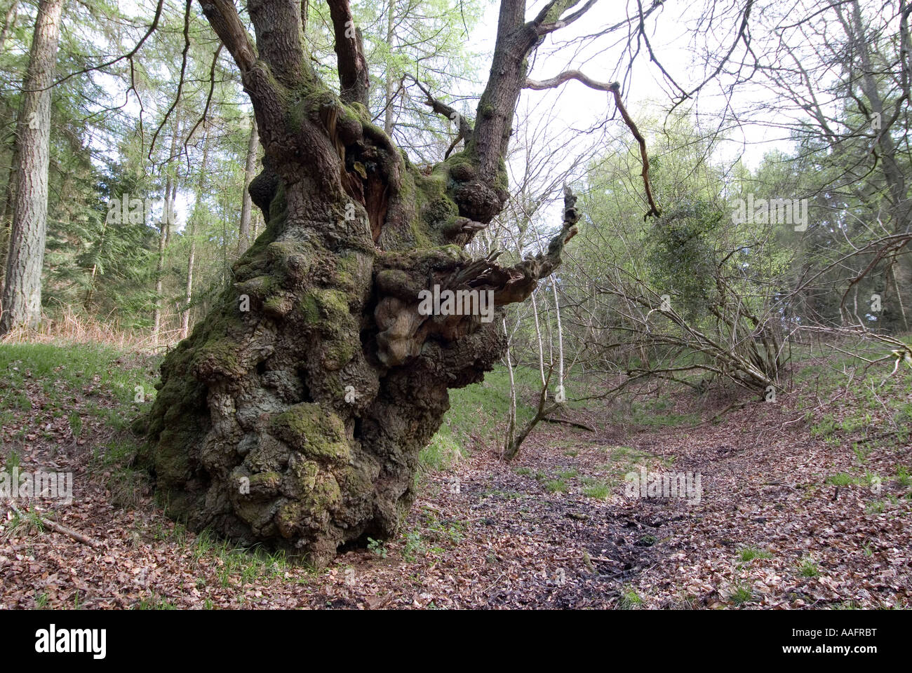 Ancient gnarled oak Stock Photo - Alamy