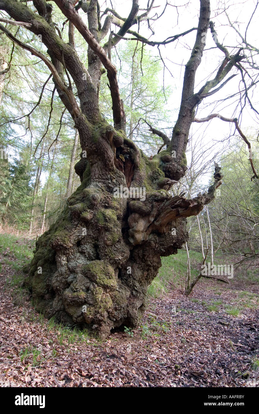 Ancient gnarled oak Stock Photo - Alamy