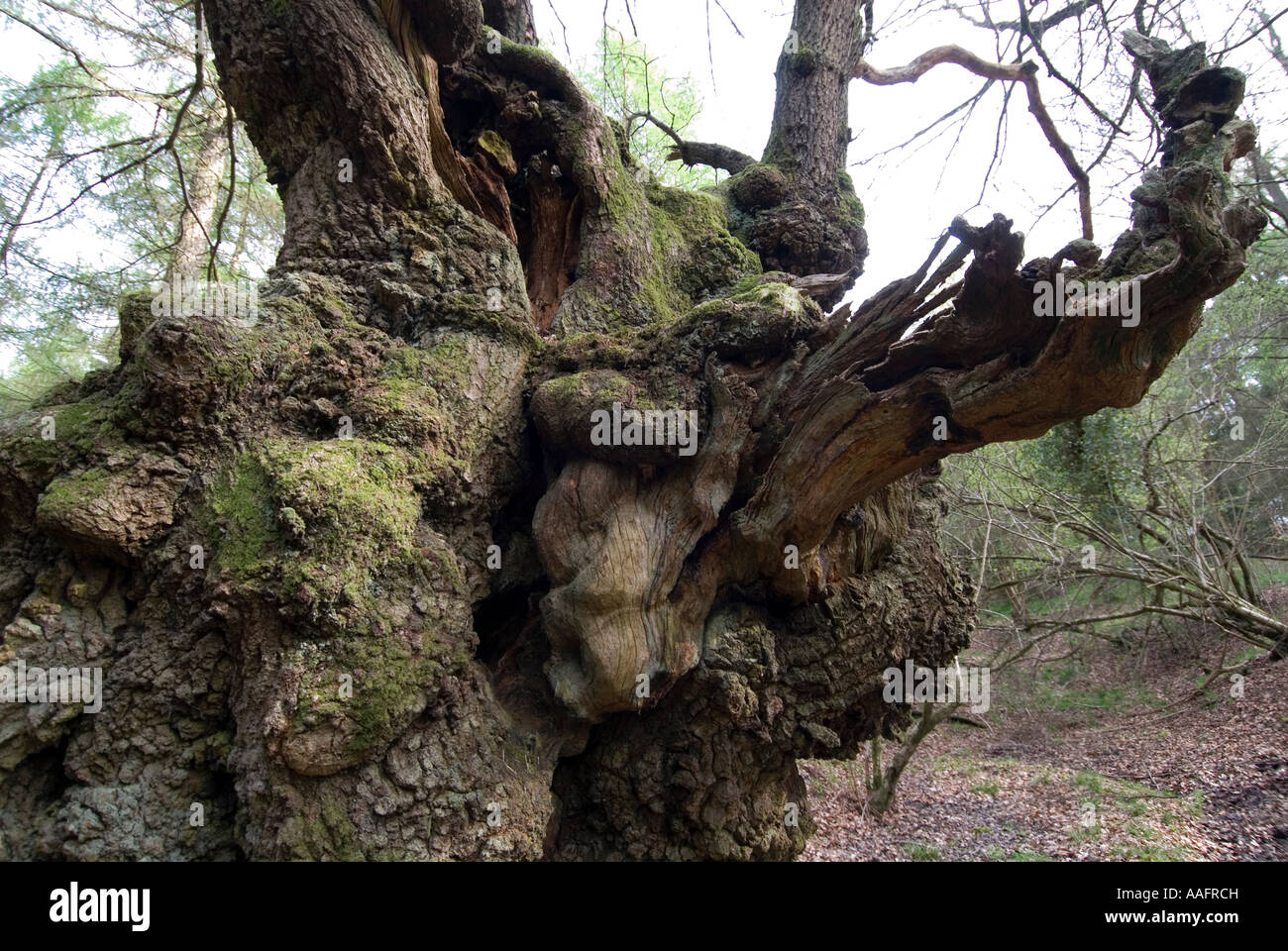 Ancient gnarled oak Stock Photo - Alamy