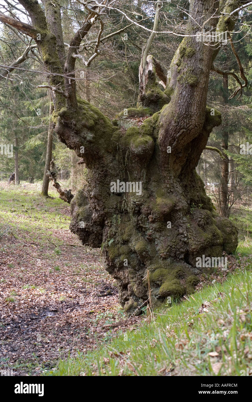 Ancient gnarled oak Stock Photo - Alamy
