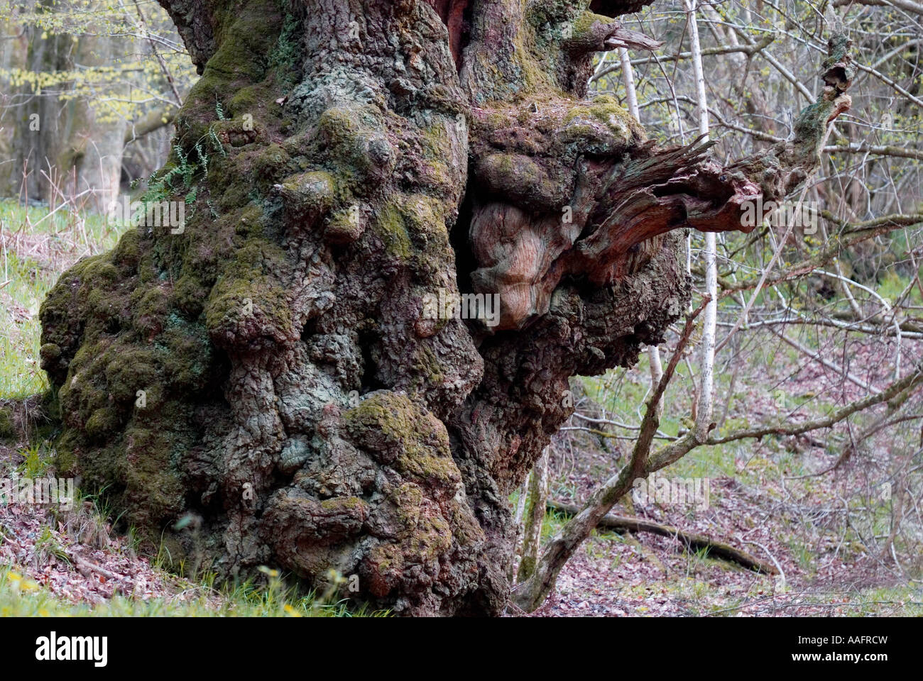 Ancient gnarled oak Stock Photo - Alamy