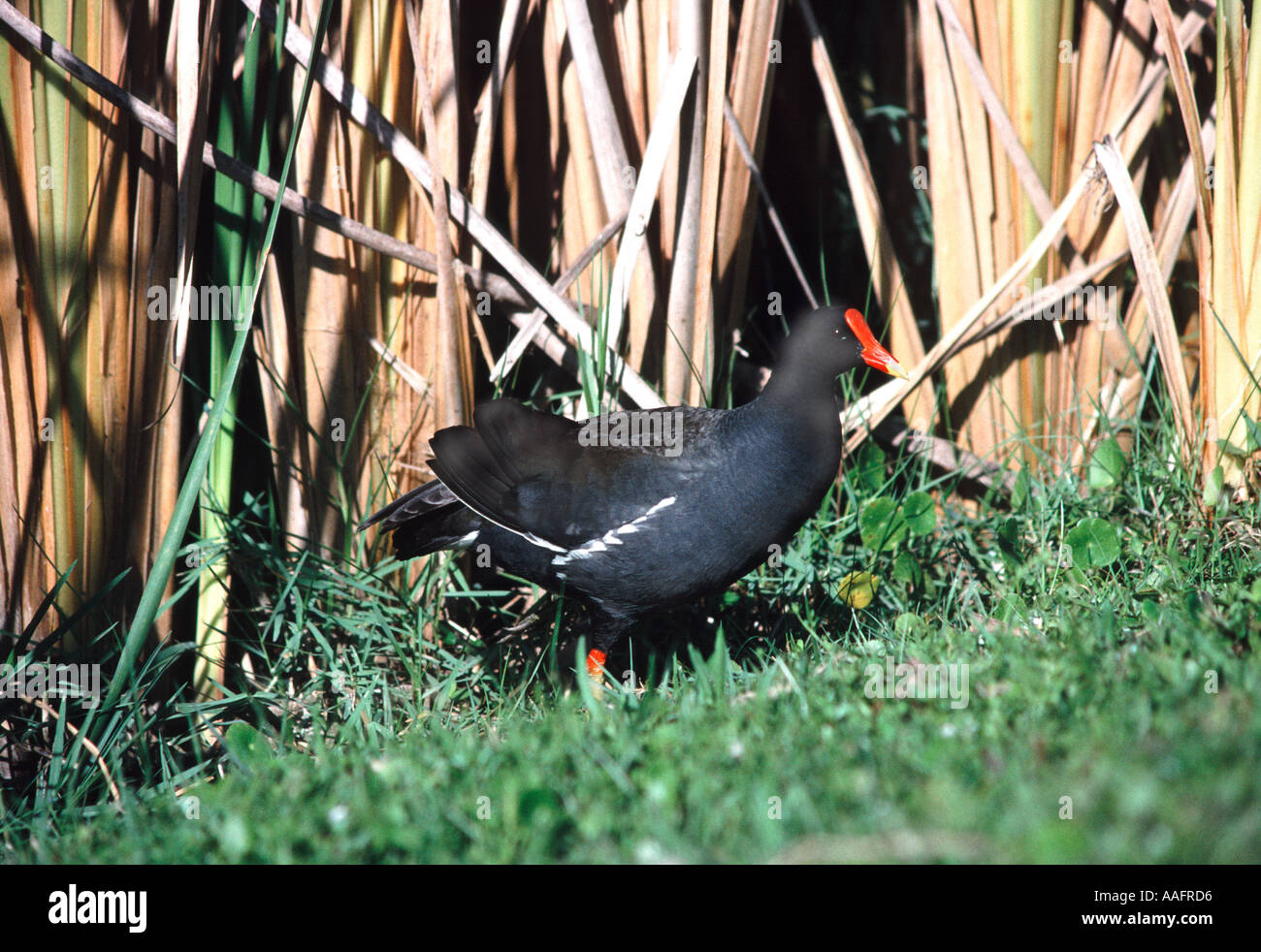 24413 common moorhen Gallinule Gallinula chloropus Bradenton Florida ...
