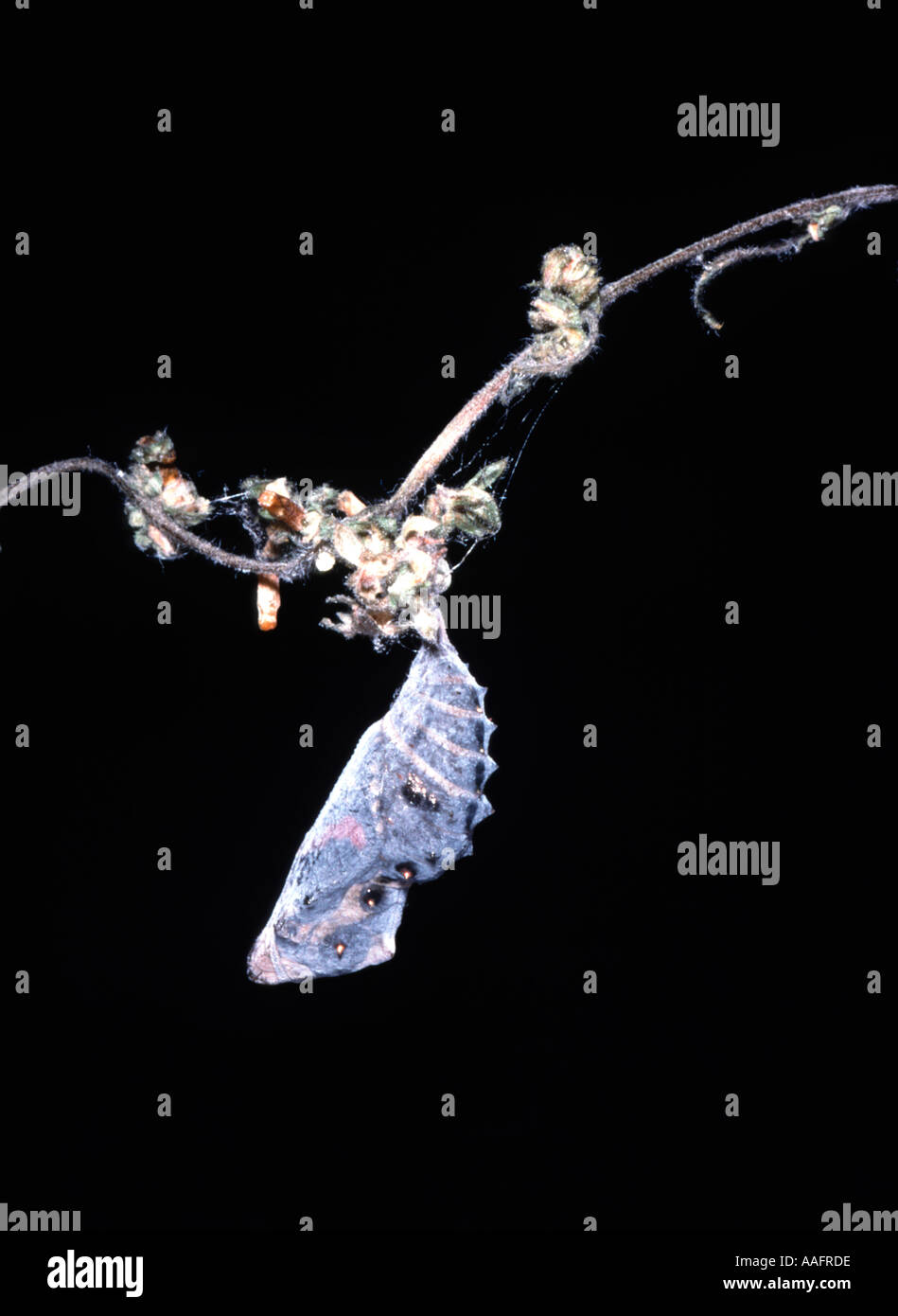 Vanessa atalanta chrysalis butterfly hi-res stock photography and ...