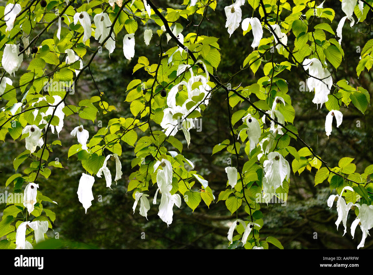Davidia involucrata tree in bloom hi-res stock photography and images ...