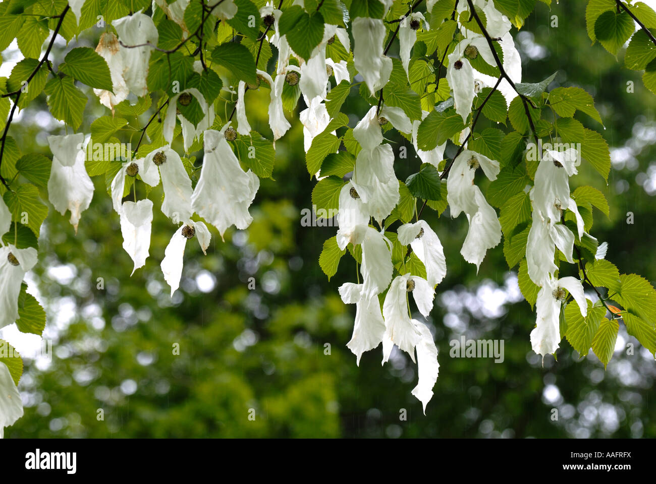 Hankerchief tree flowers at Queenswood in Herefordshire Stock Photo - Alamy