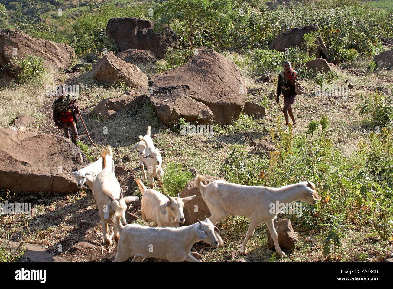 Ethiopian Goat Herder High Resolution Stock Photography and Images - Alamy