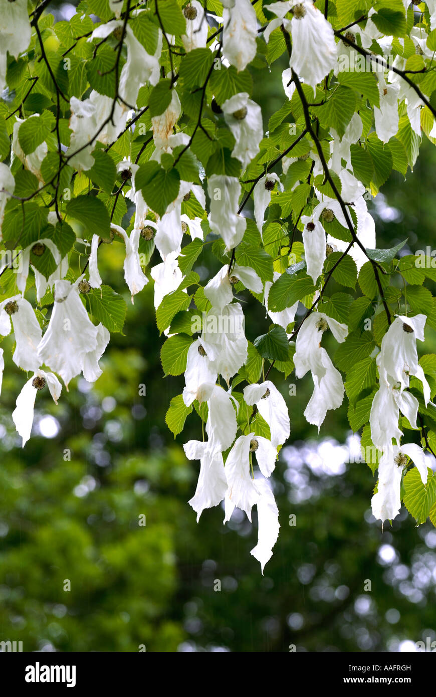 Hankerchief tree flowers at Queenswood in Herefordshire Stock Photo - Alamy