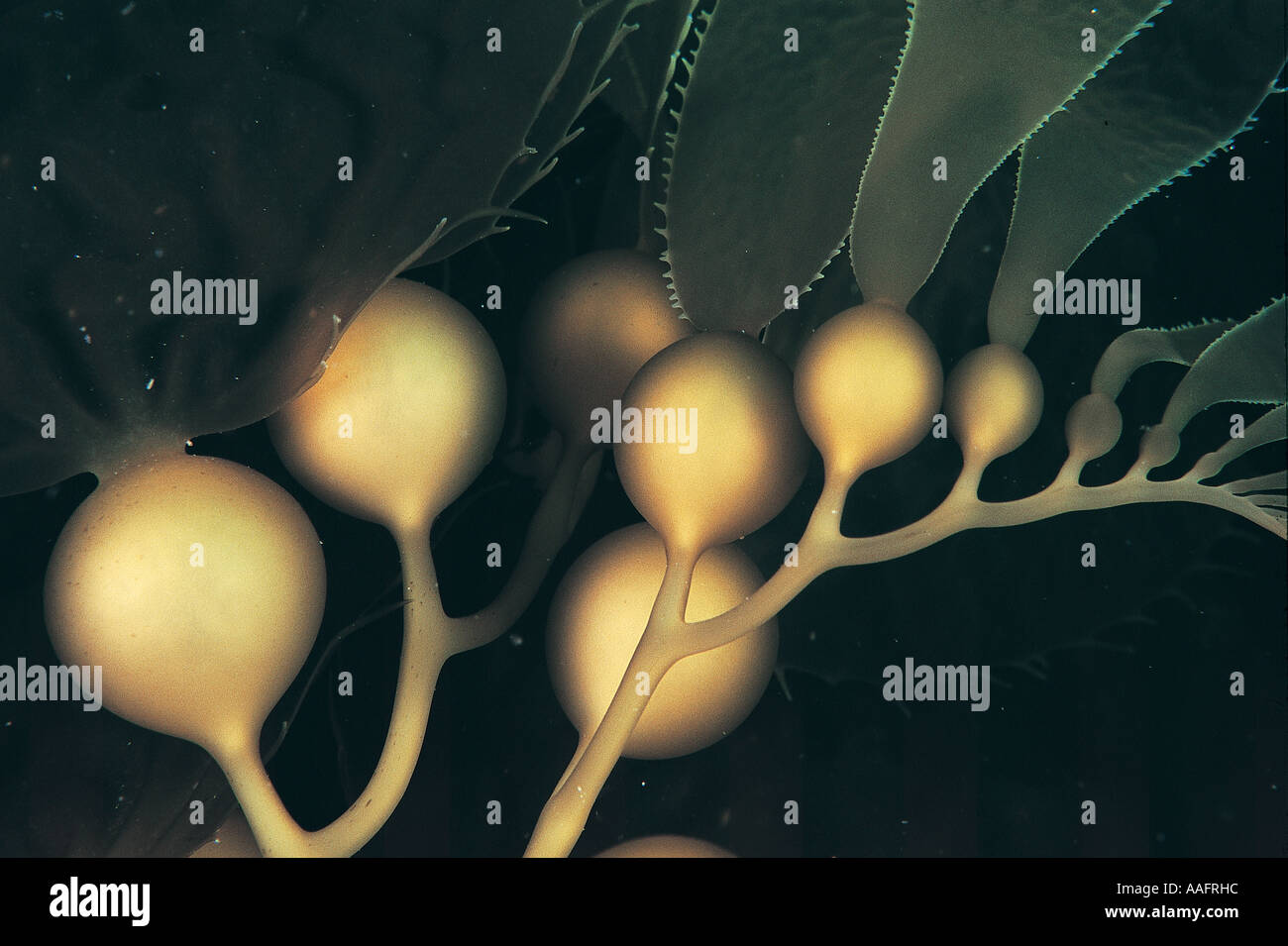 Channel islands california images hi-res stock photography and images ...