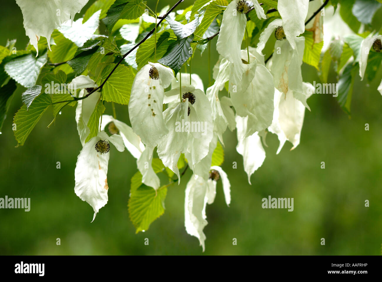 Pocket handkerchief tree hi-res stock photography and images - Alamy