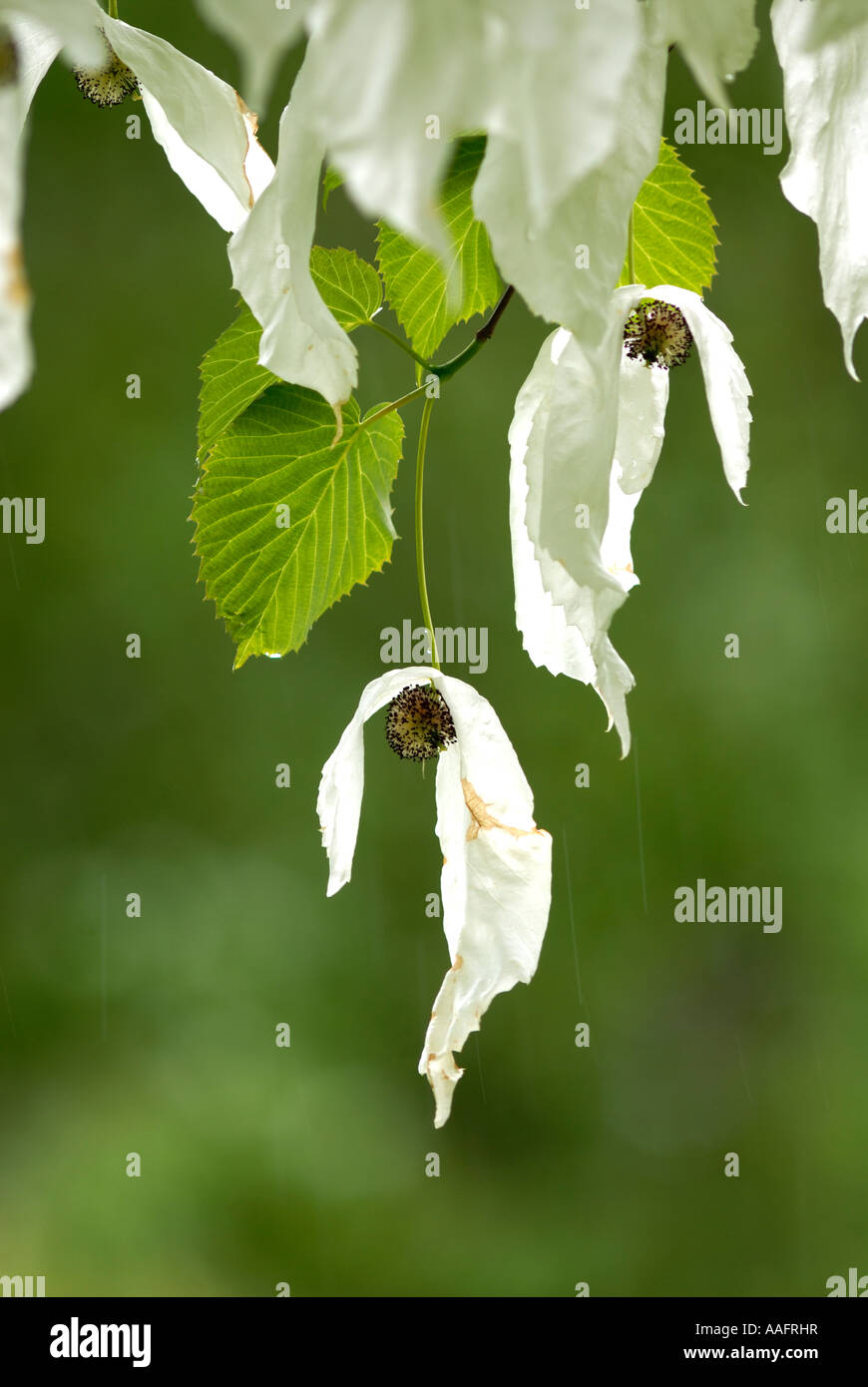 Hankerchief tree flowers at Queenswood in Herefordshire Stock Photo - Alamy