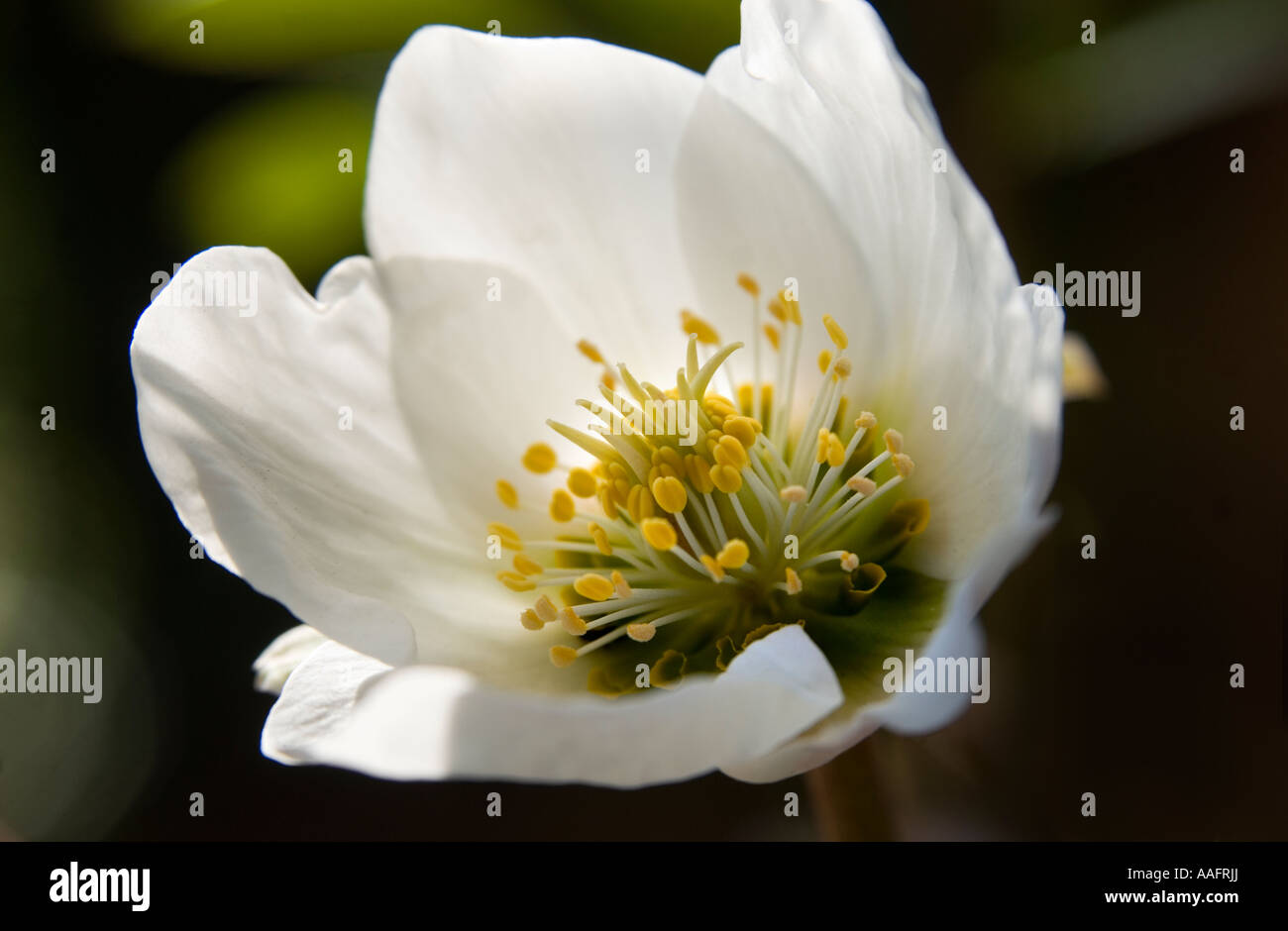 Hellebore Christmas Rose Helleborus niger Stock Photo - Alamy