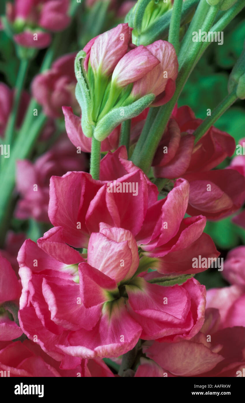 Matthiola flower hi-res stock photography and images - Alamy