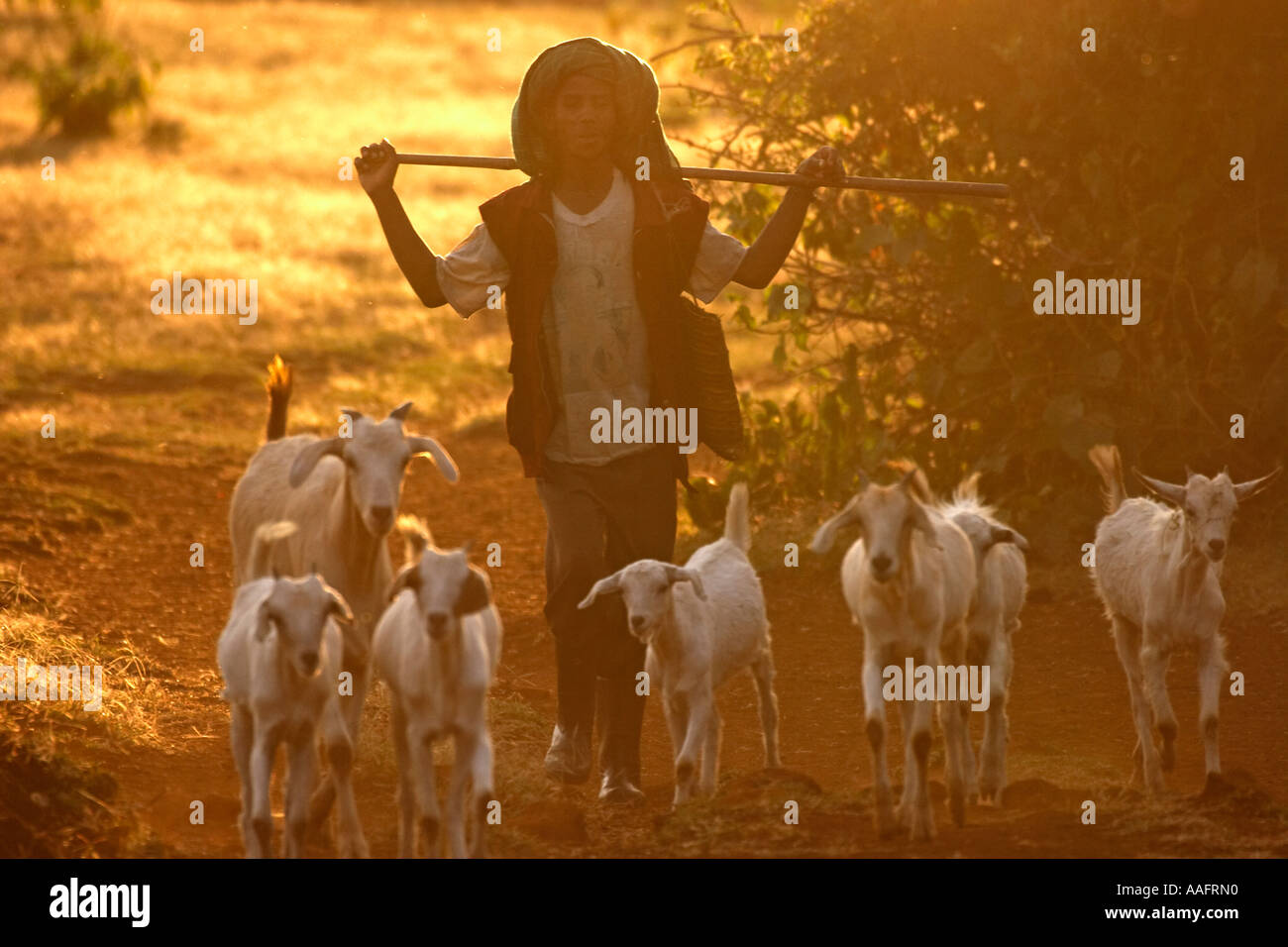 Man walking with stick and goats in evening sunlight near Kuch Ethiopia ...