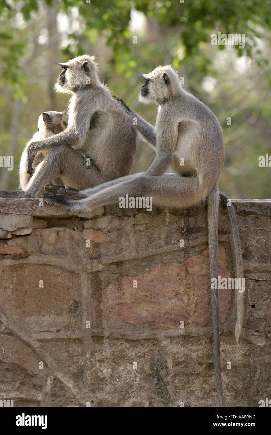 HPA78547 Family of monkey three Languor Langoors sitting at Ranthambor ...
