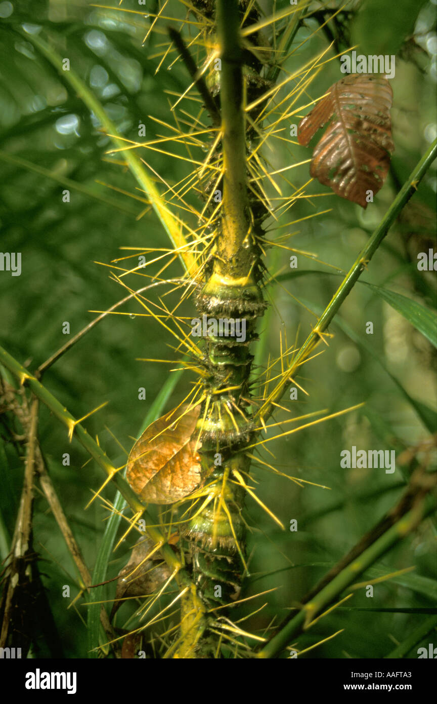 Rattan palm hi-res stock photography and images - Alamy