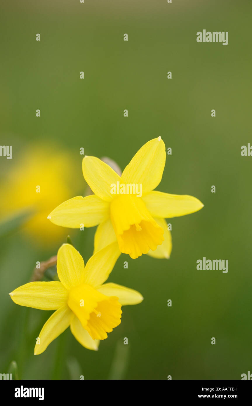 Daffodil in Springtime UK Stock Photo - Alamy