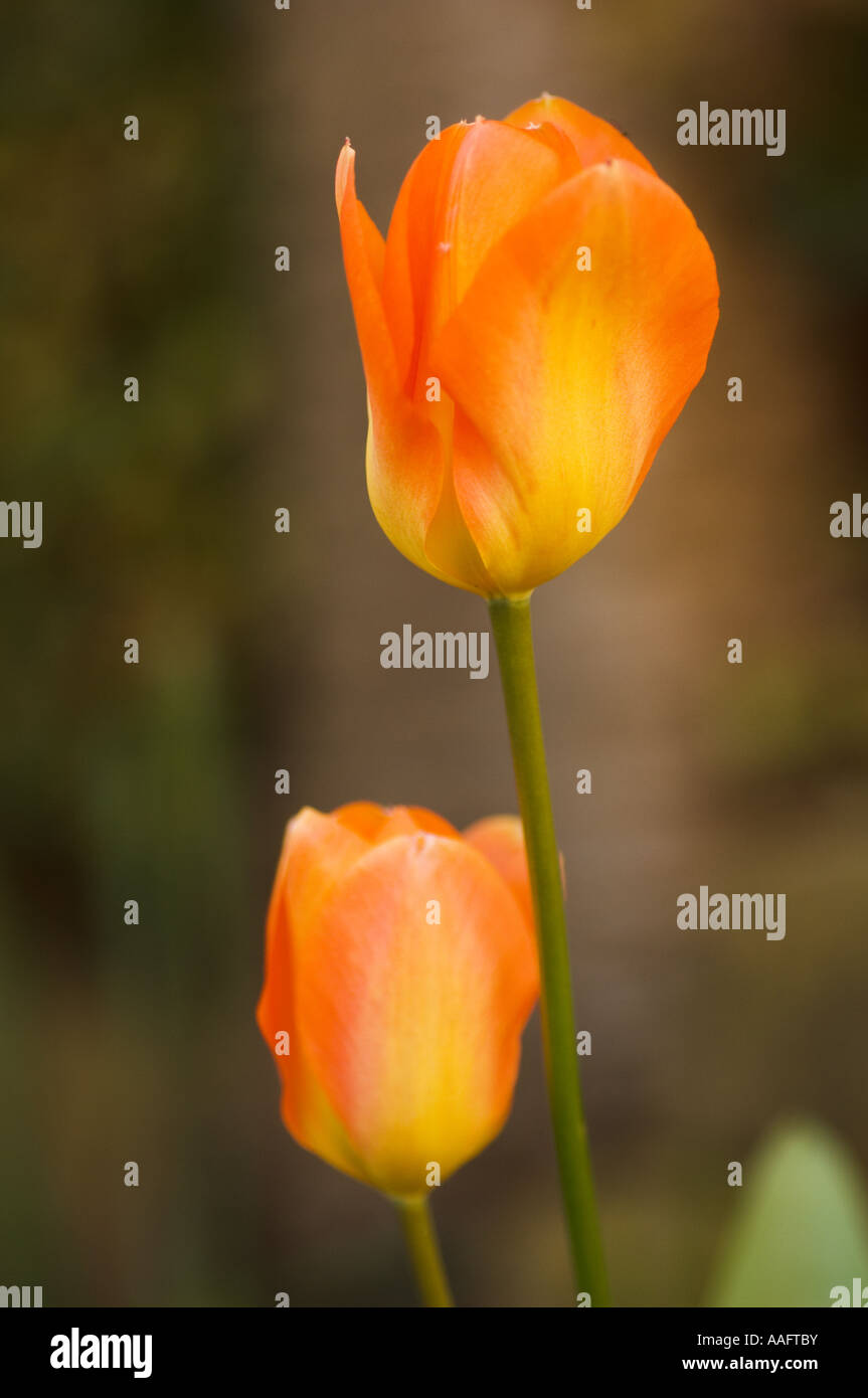 Tulip Springtime UK Stock Photo - Alamy