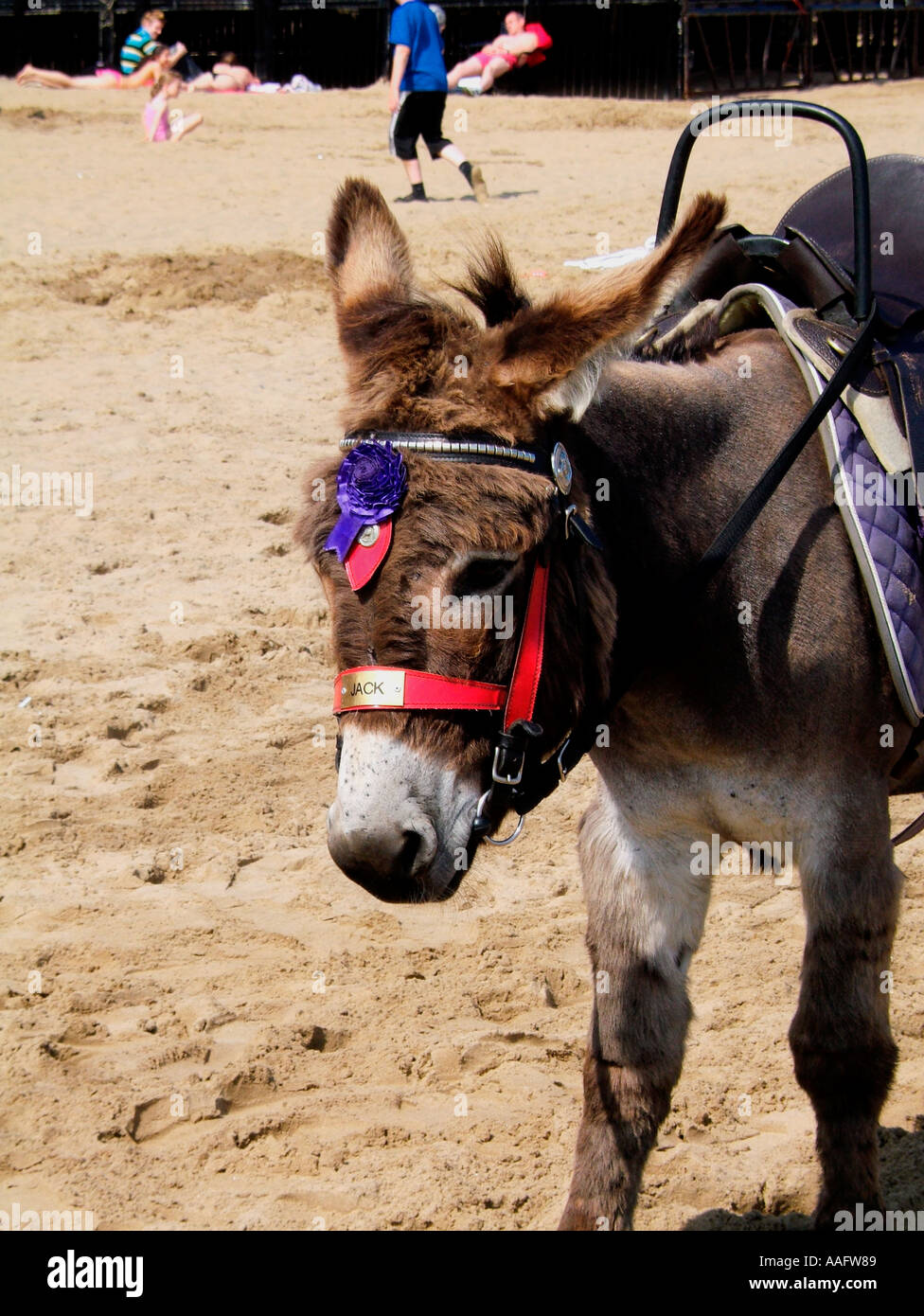 Donkey rides hi-res stock photography and images - Alamy