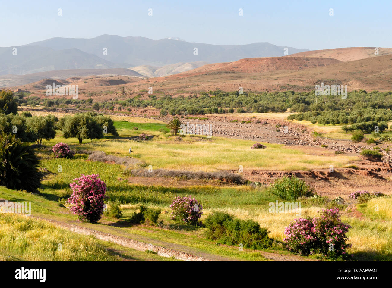 High Valley in the Western Atlas Mountains , Morocco, with crop being ...