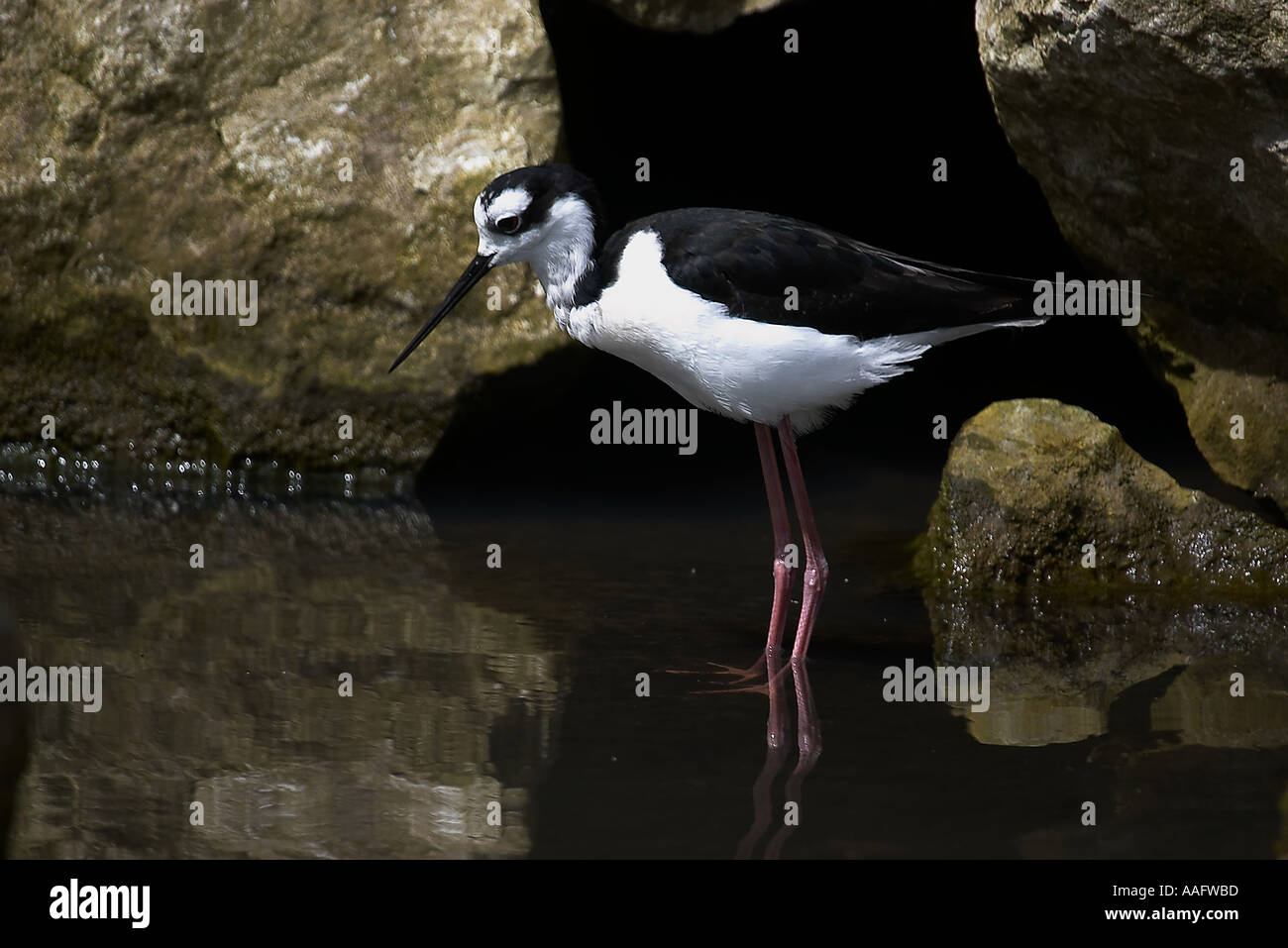 American ornithology natural history hi-res stock photography and ...